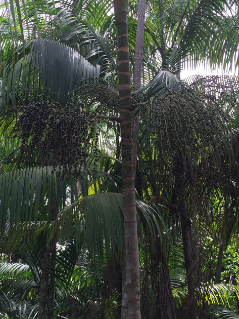 Frozen Acai Puree Berry Delight